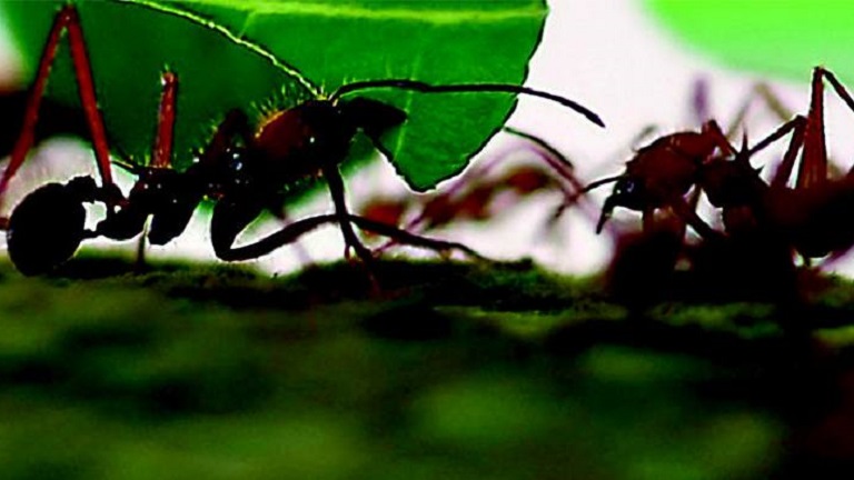 IoT: Swarm intelligence – How ants avoid gridlock | Avnet Silica